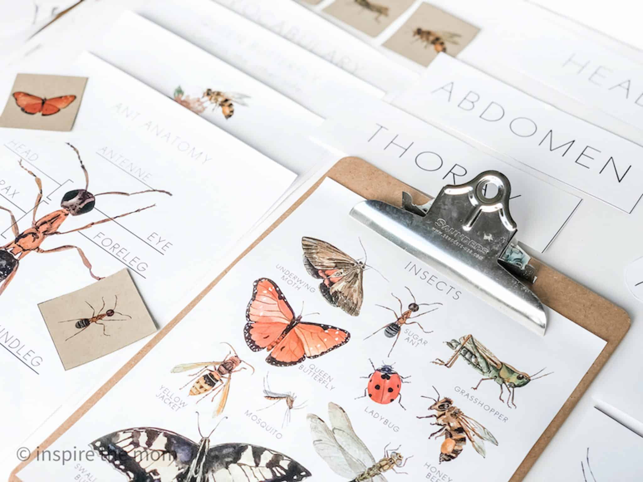 Interesting Insect Unit Nature Study - Inspire the Mom