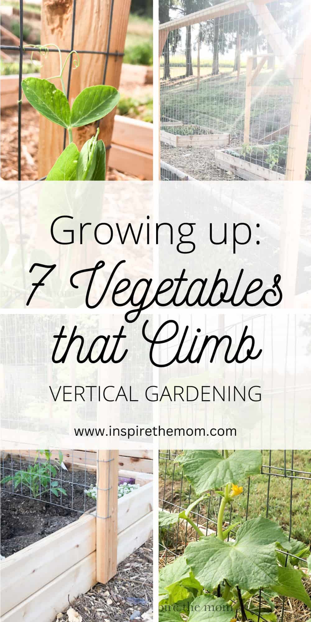 Growing Up: 7 Vegetables that Climb