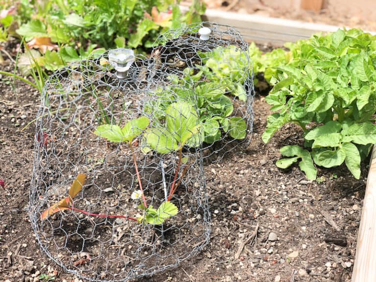 Garden DIY: Step-by-Step Guide to Making a Chicken Wire Cloche