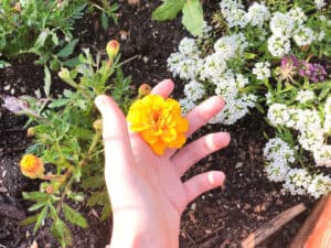 Gardening with Kids: 10 Kid-Friendly Flowers for Your Garden