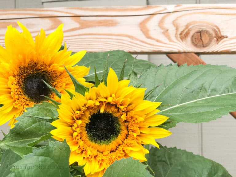 Gardening with Kids: 10 Kid-Friendly Flowers for Your Garden