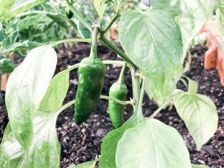 How to Grow a Salsa Garden