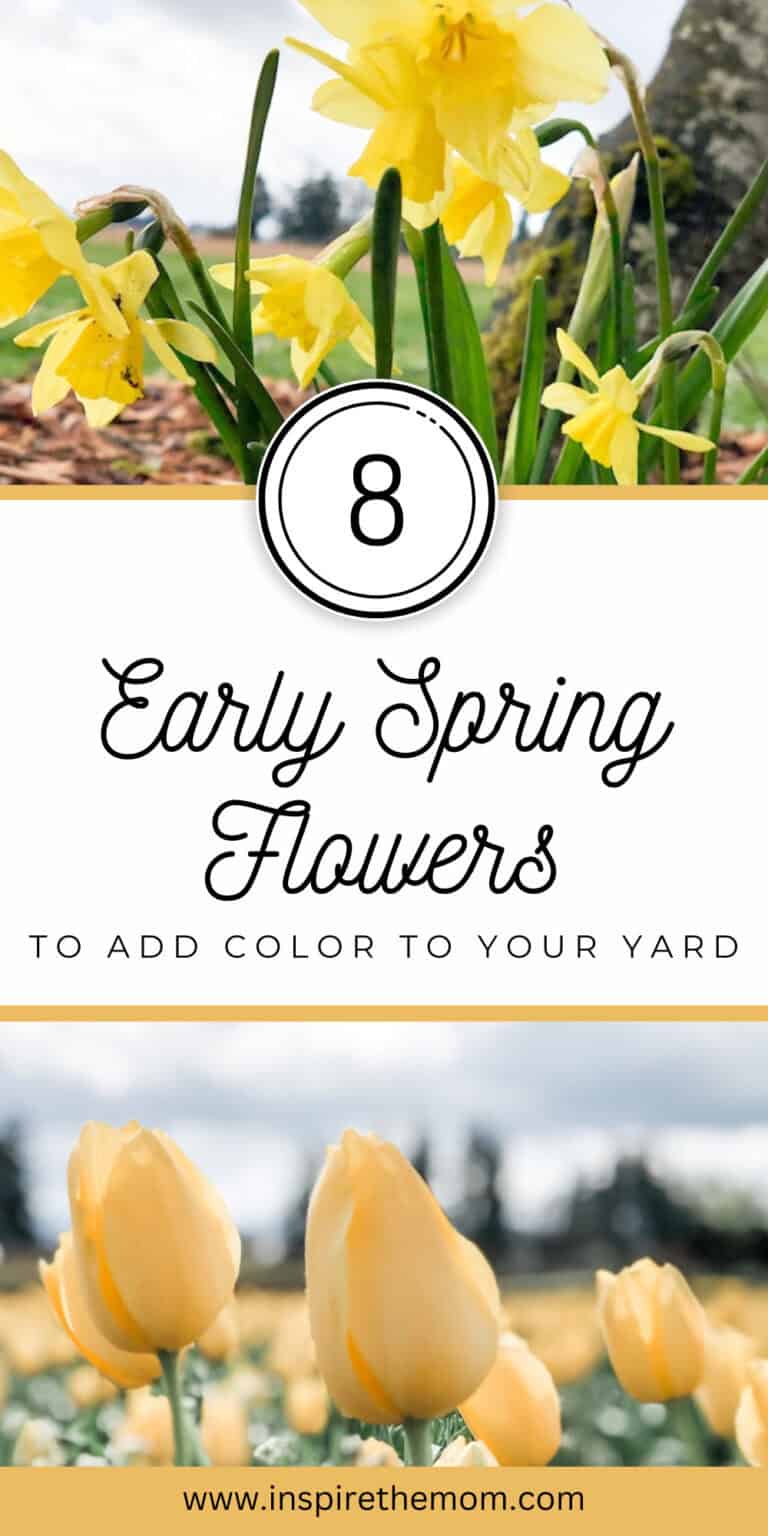 8 Early Spring Flowers to Add Color to Your Yard