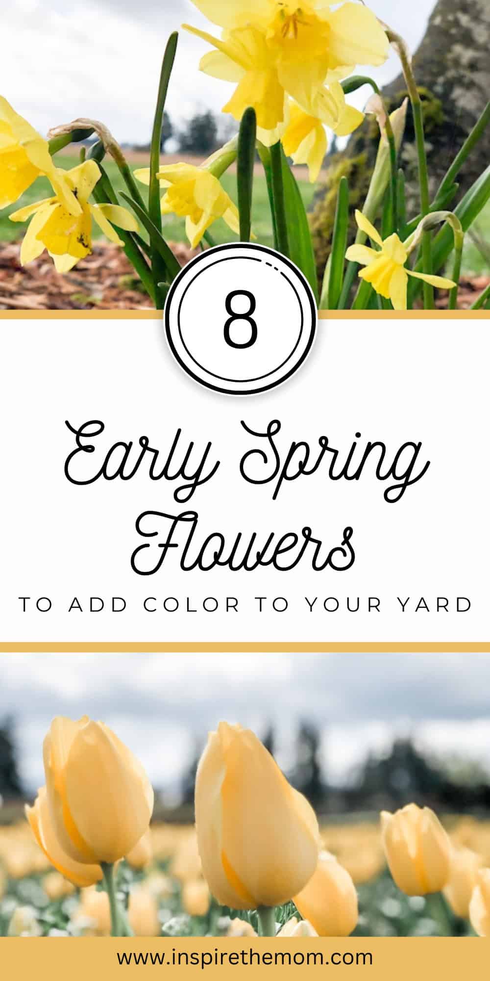 8 Early Spring Flowers to Add Color to Your Yard